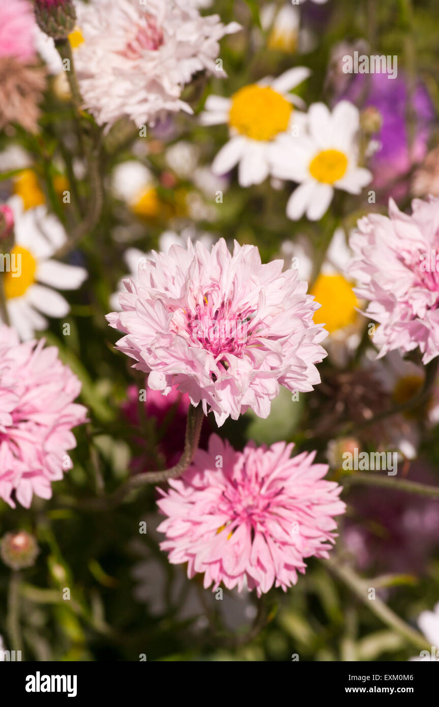Pink Cornflowers Centaurea cyanus Stock Photo - Alamy