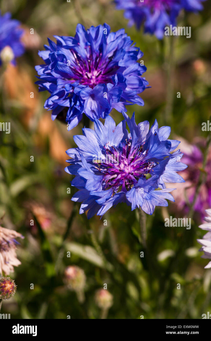 Blue Cornflowers Centaurea cyanus Stock Photo - Alamy
