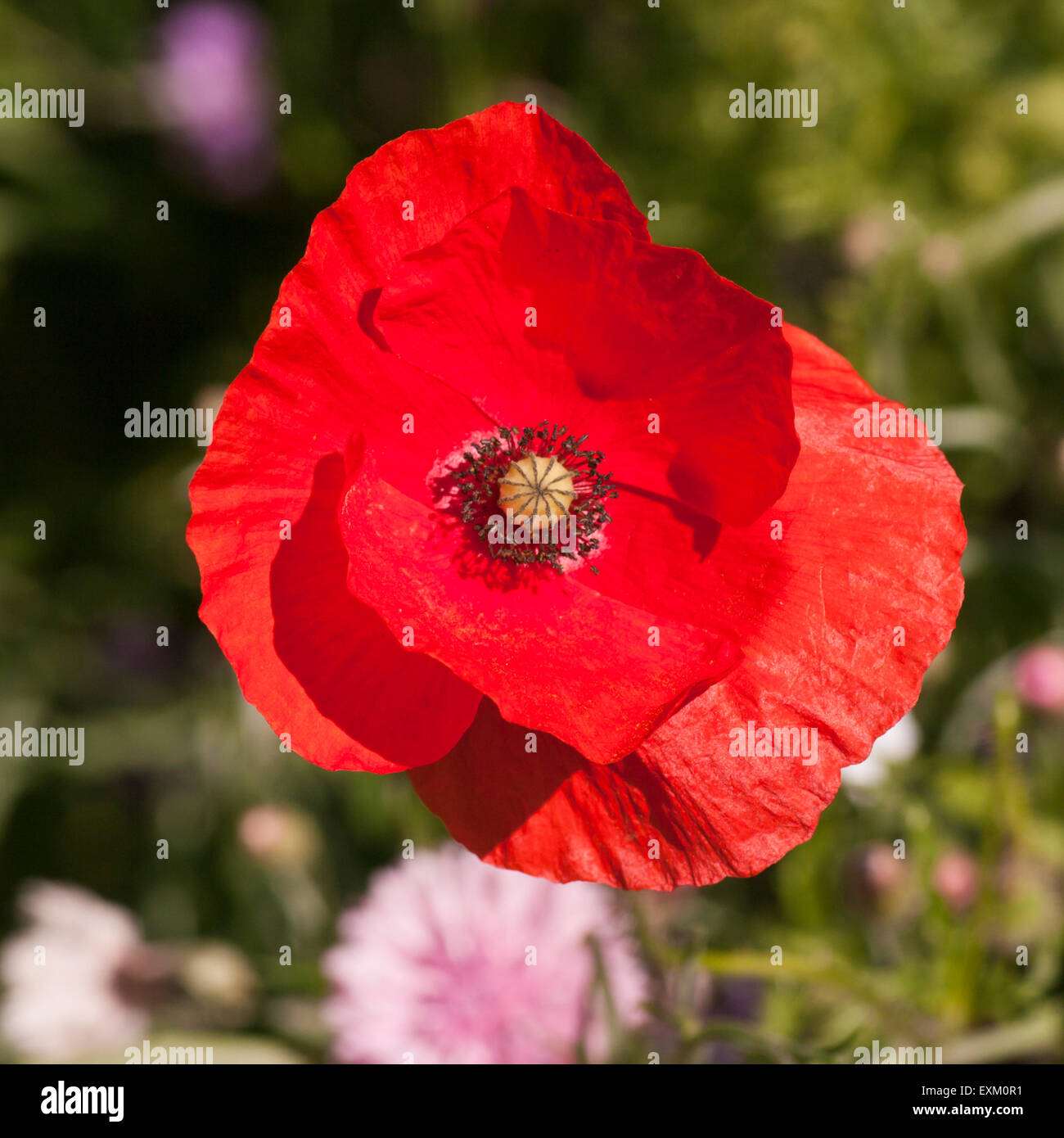 Red Poppy Papaver Stock Photo - Alamy