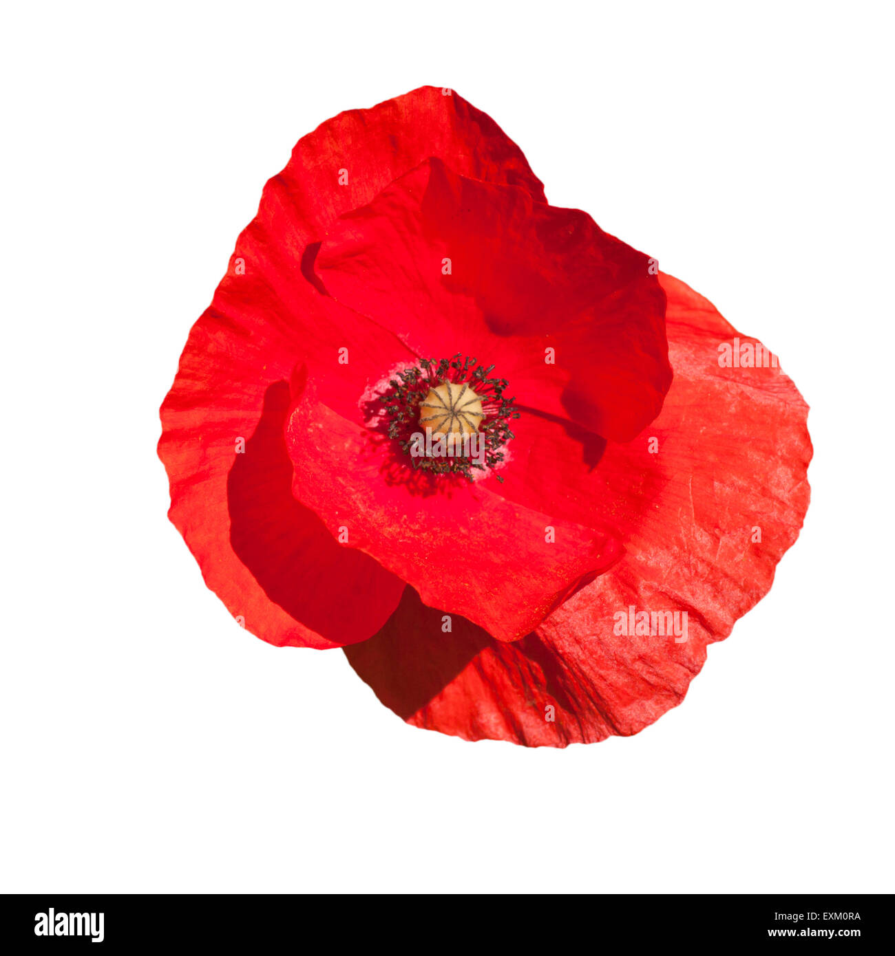 Red Poppy Papaver Stock Photo - Alamy