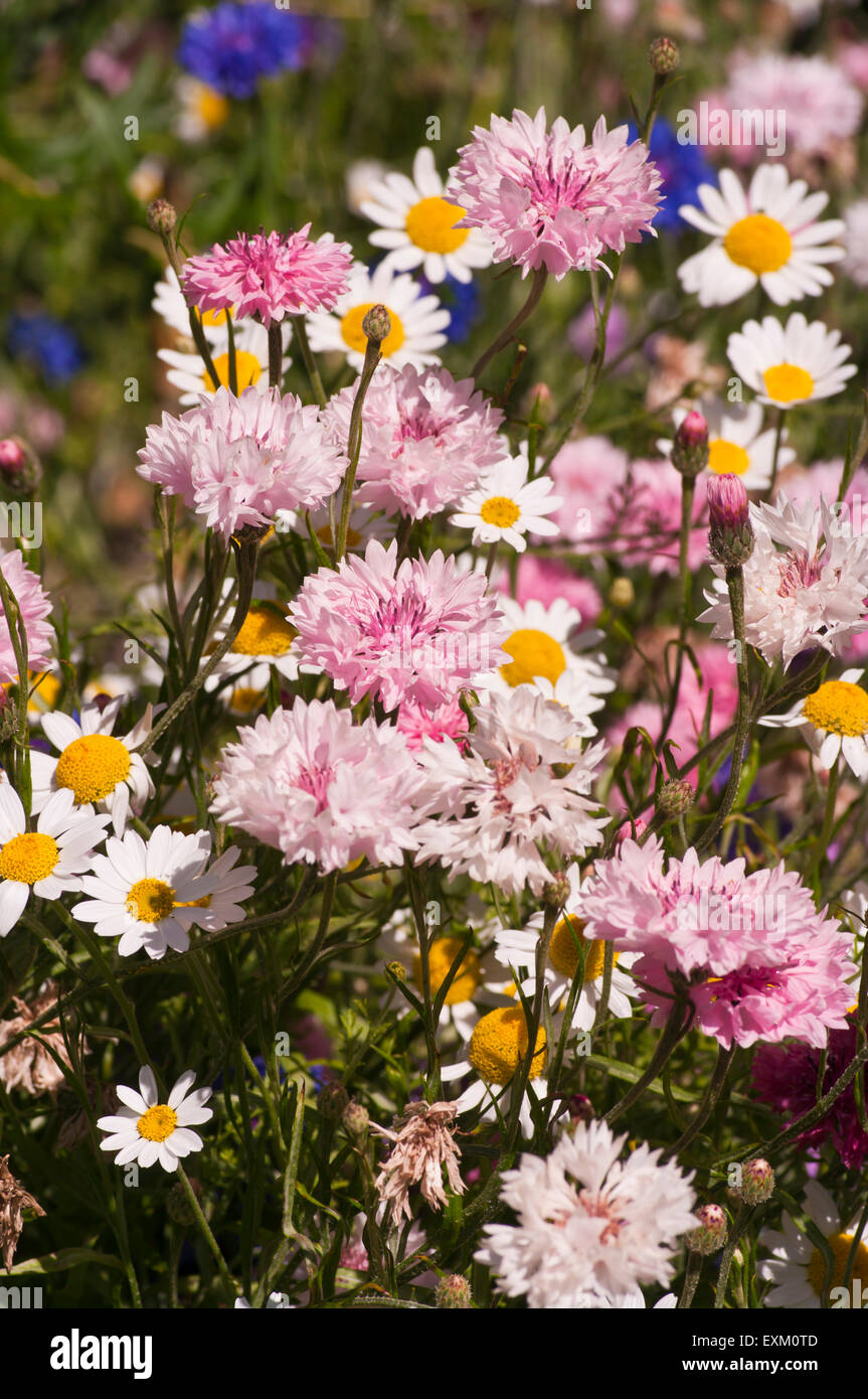 Wild English Cottage garden Flowers Stock Photo - Alamy