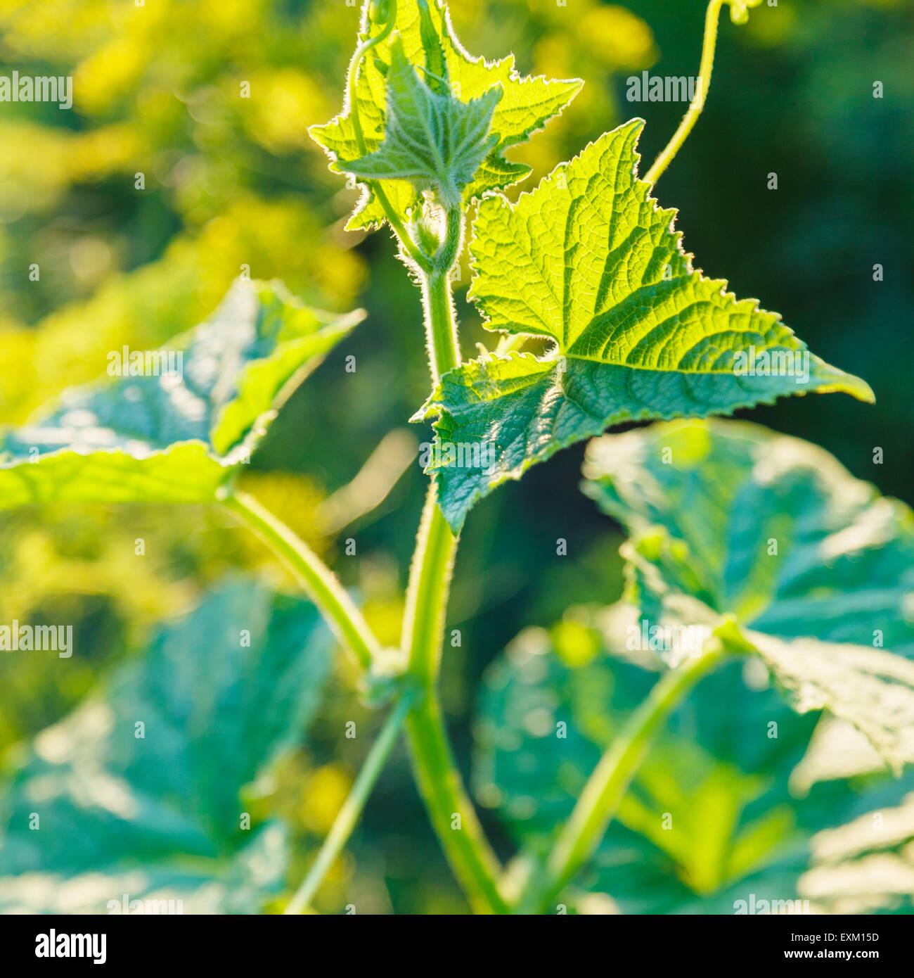 natural background - leaf of cucumber plant illuminated by sunset ...