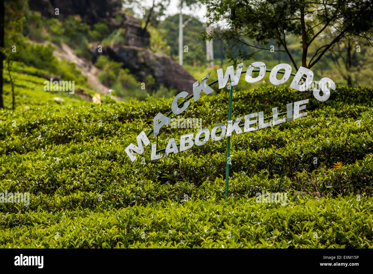 Sri Lanka Mackwoods Tea house Stock Photo - Alamy