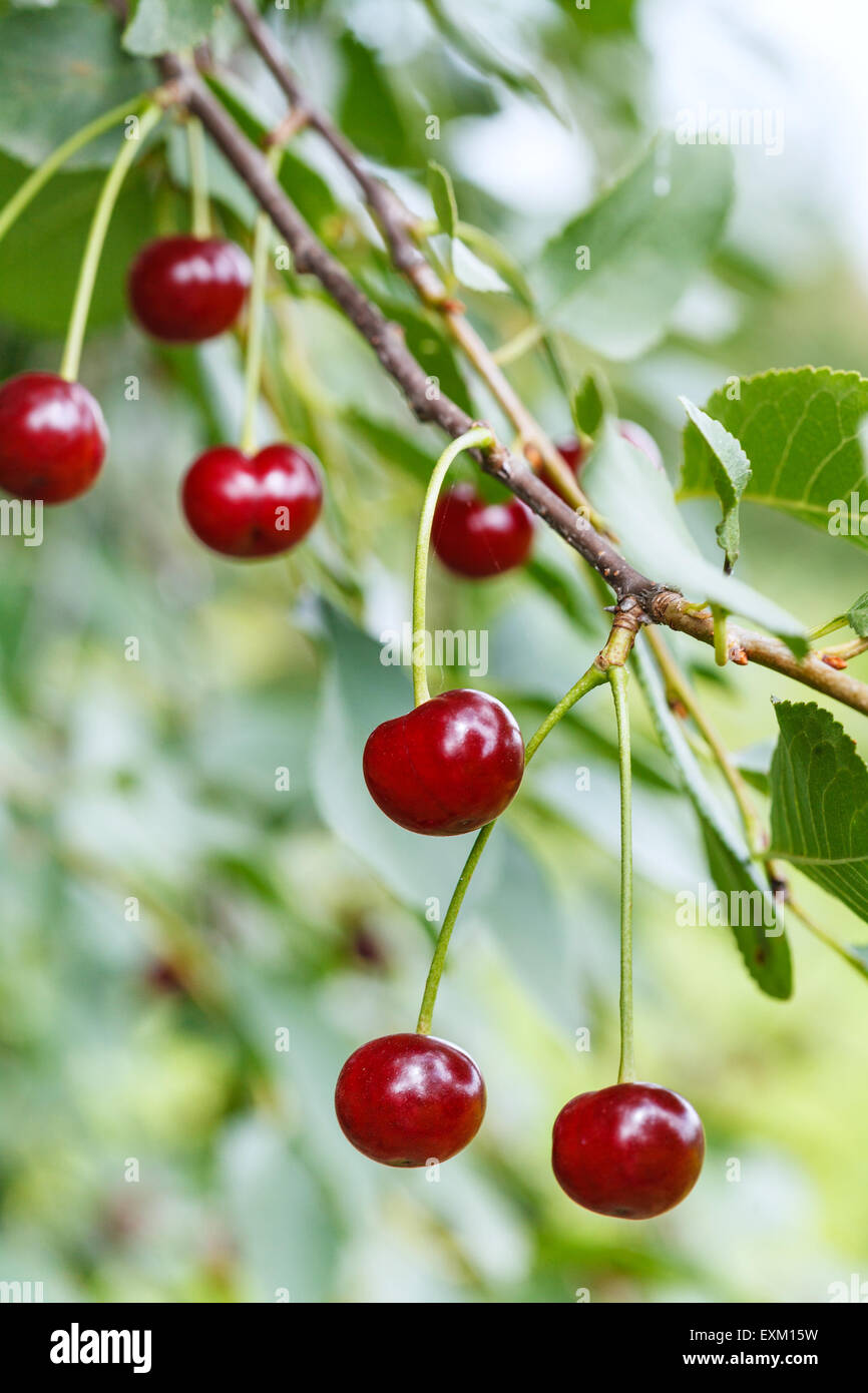 twig with few ripe red cherry fruits on tree in summer day Stock Photo ...