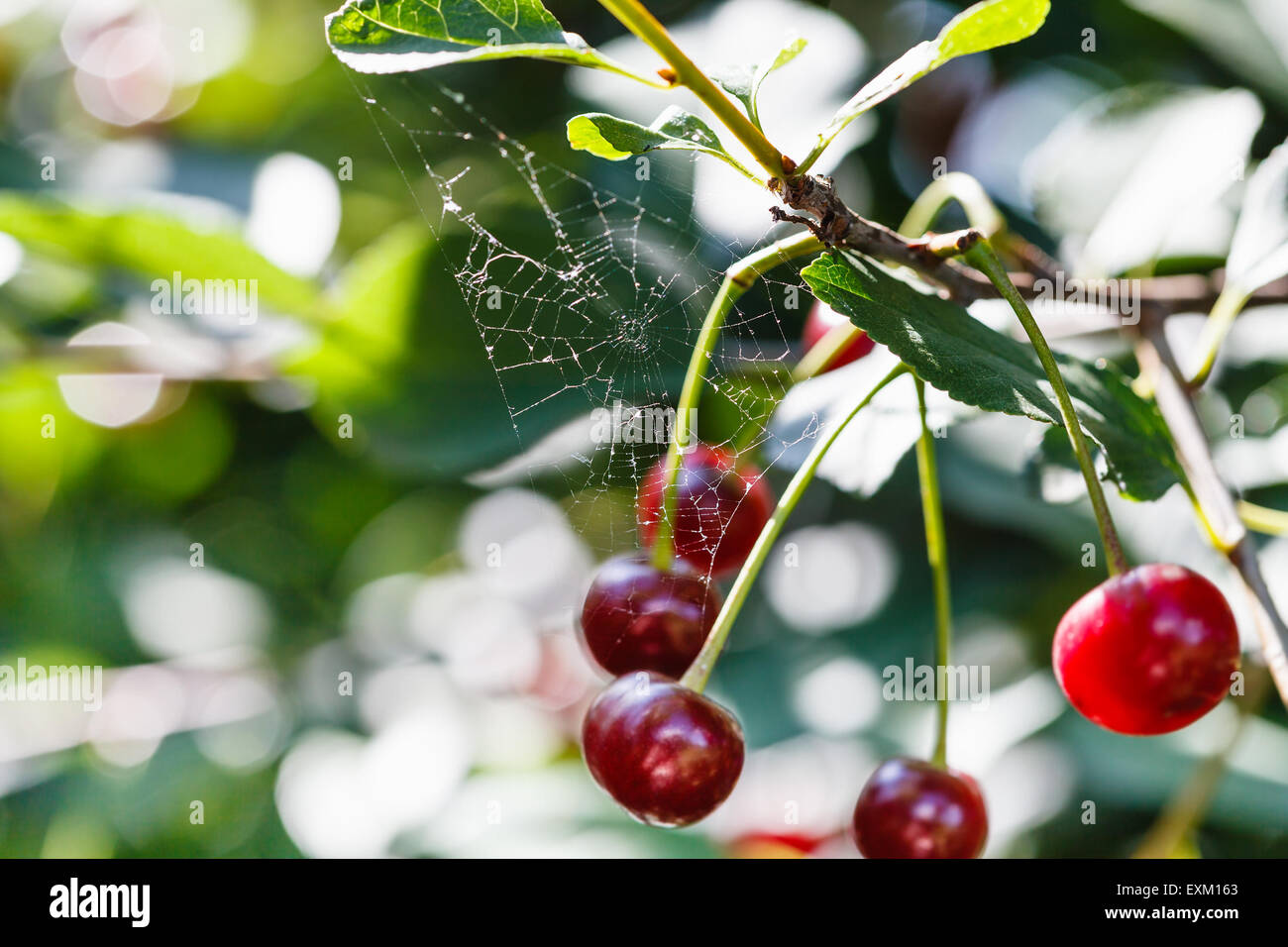 Spiderweb in tree hi-res stock photography and images - Alamy