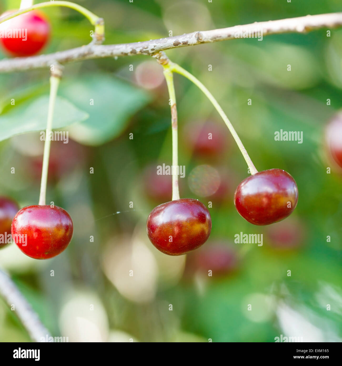 three red cherry ripe fruits close up on tree branch in summer day ...