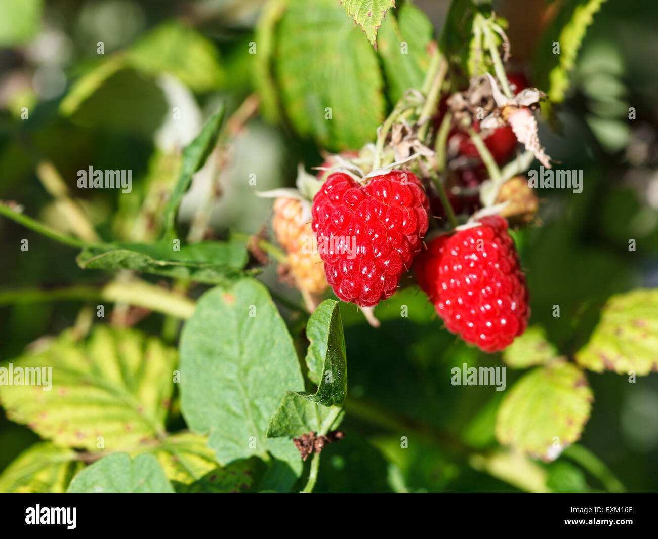 red raspberries on green bush in garden in summer sunset Stock Photo ...