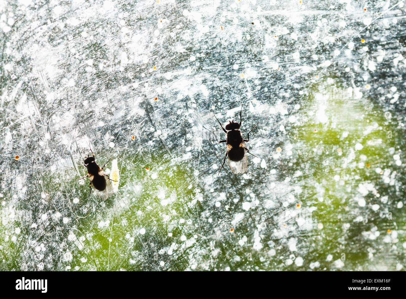 two Chloropid flies on sunny window glass close up Stock Photo - Alamy