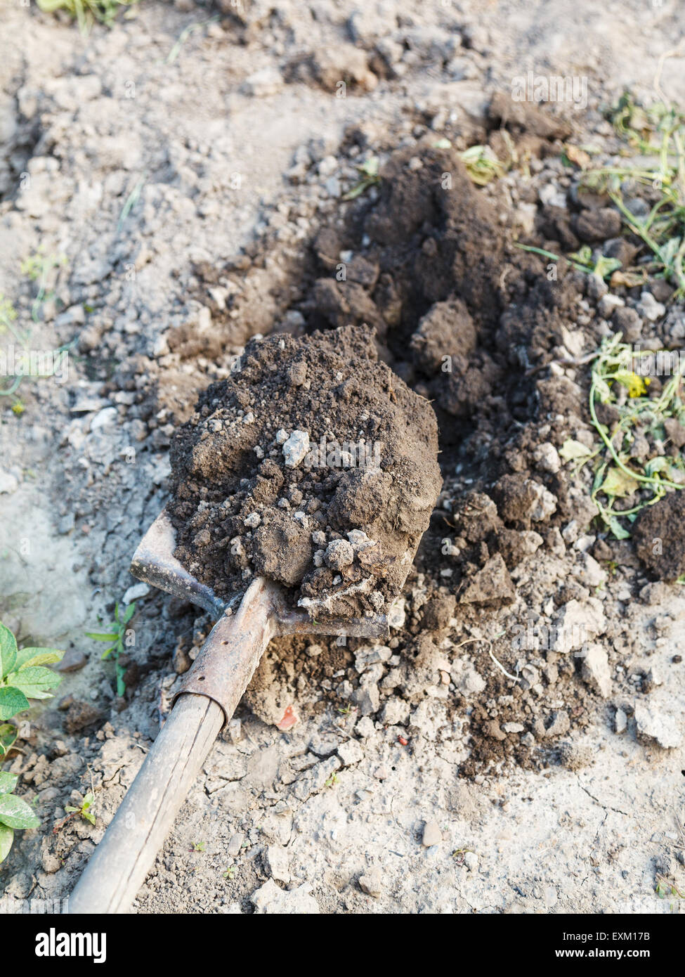digging of agrarian field by shovel in summer Stock Photo - Alamy