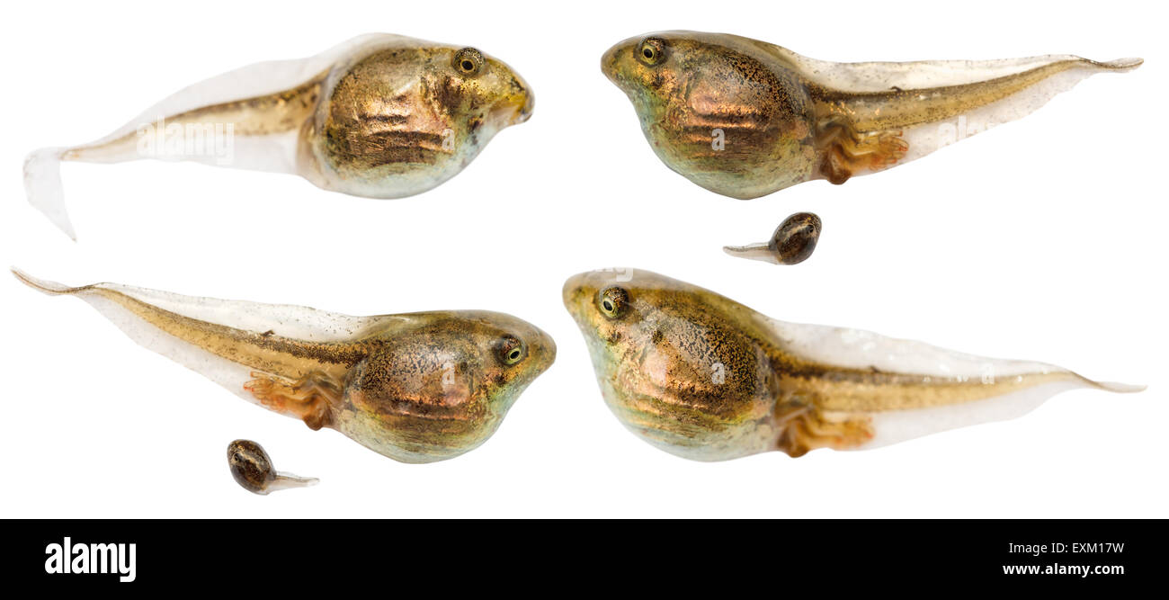 set of frog tadpoles close up isolated on white background Stock Photo ...