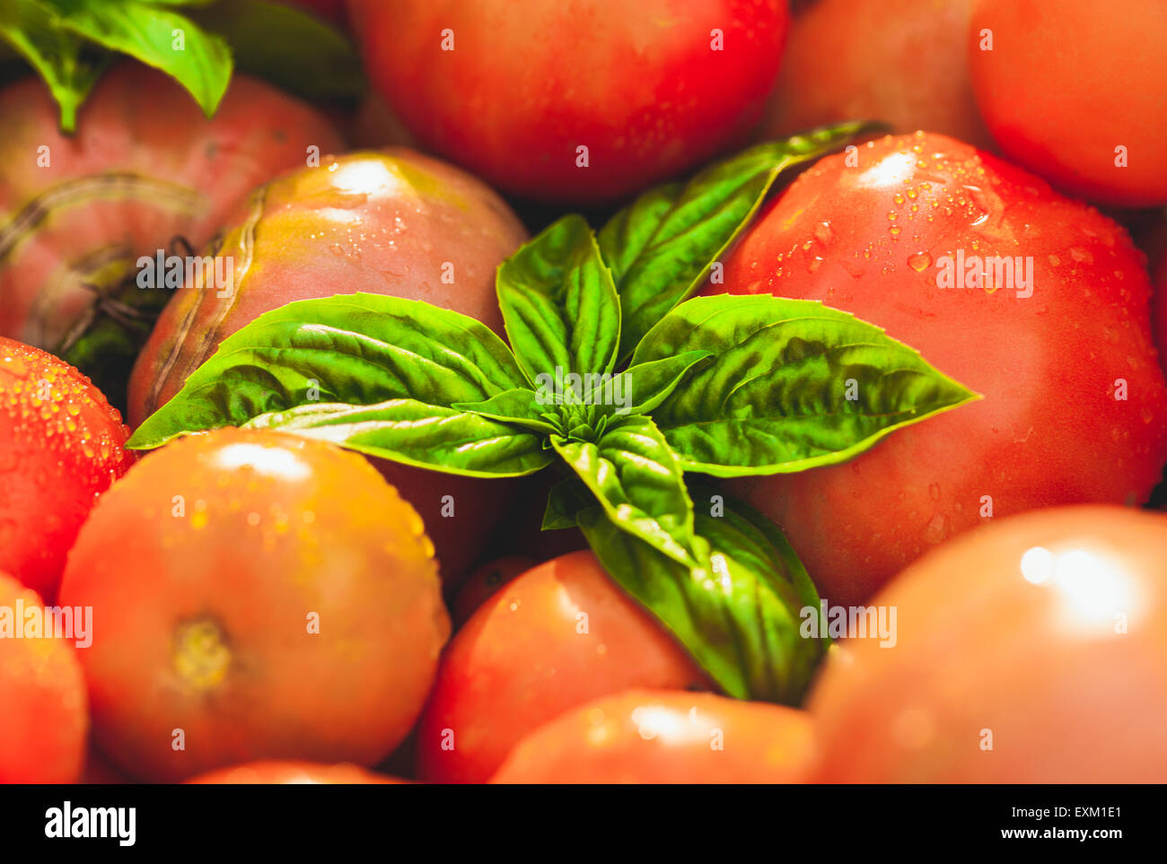 Harvesting tomatoes italy hi-res stock photography and images - Alamy
