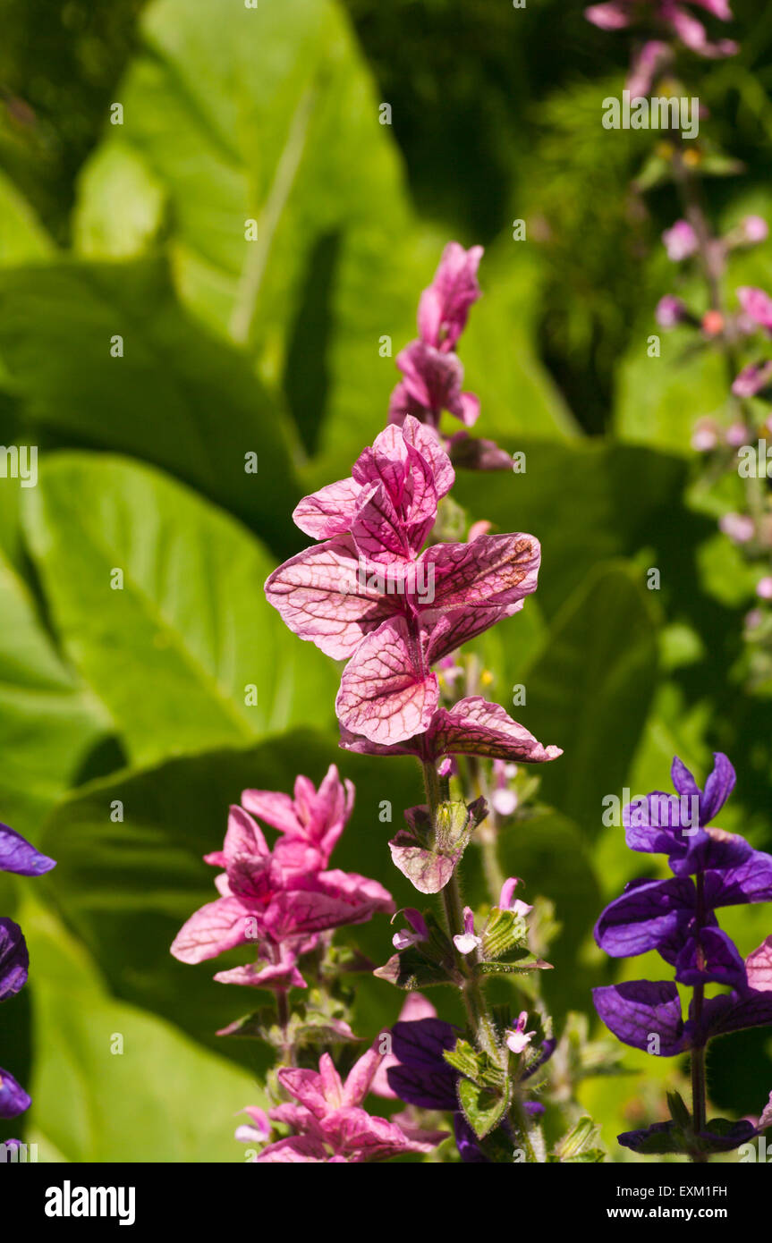 Pink Salvia Flowers Stock Photo - Alamy