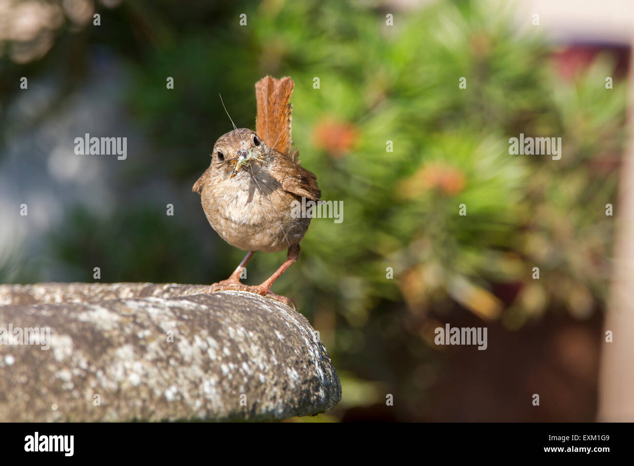 Breeding male wren hi-res stock photography and images - Alamy