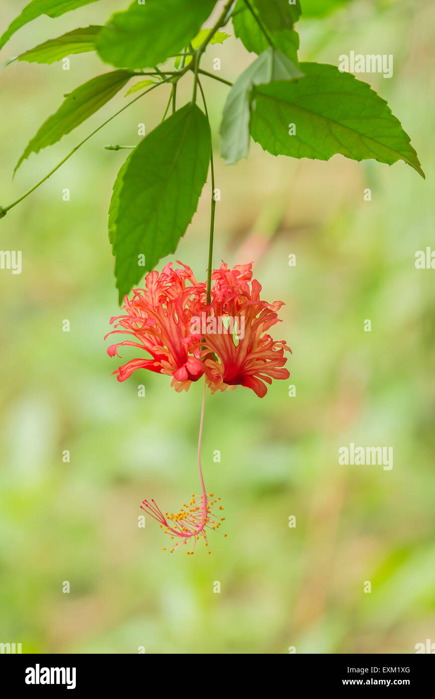 Close up of a flower of the Fringed Hibiscus (Hibiscus Schizopetalus ...
