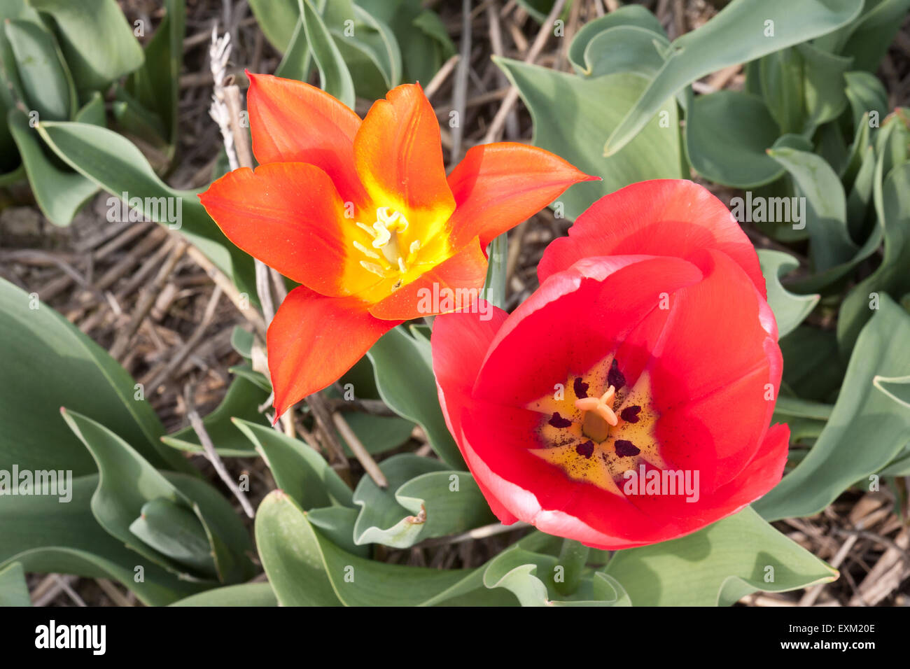 Tulips from above hi-res stock photography and images - Alamy