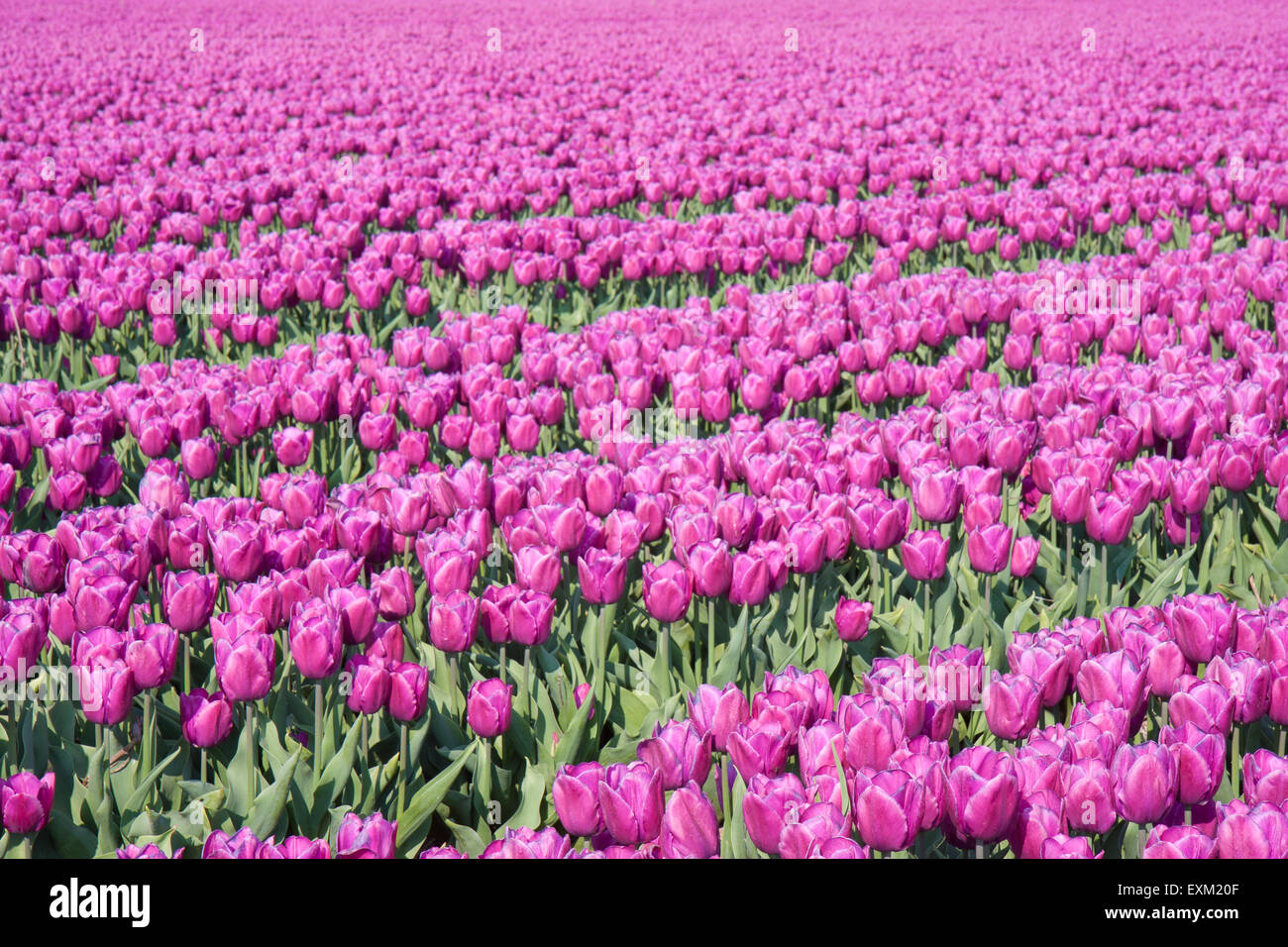 Purple millions hi-res stock photography and images - Alamy