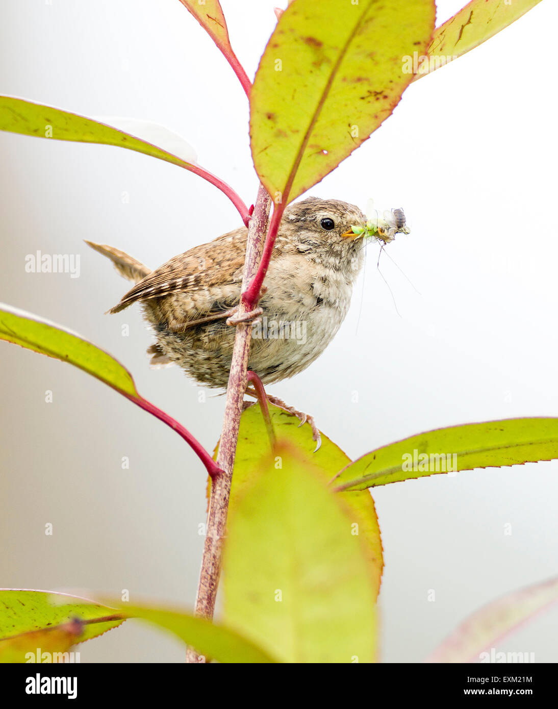 Troglodyter hi-res stock photography and images - Alamy