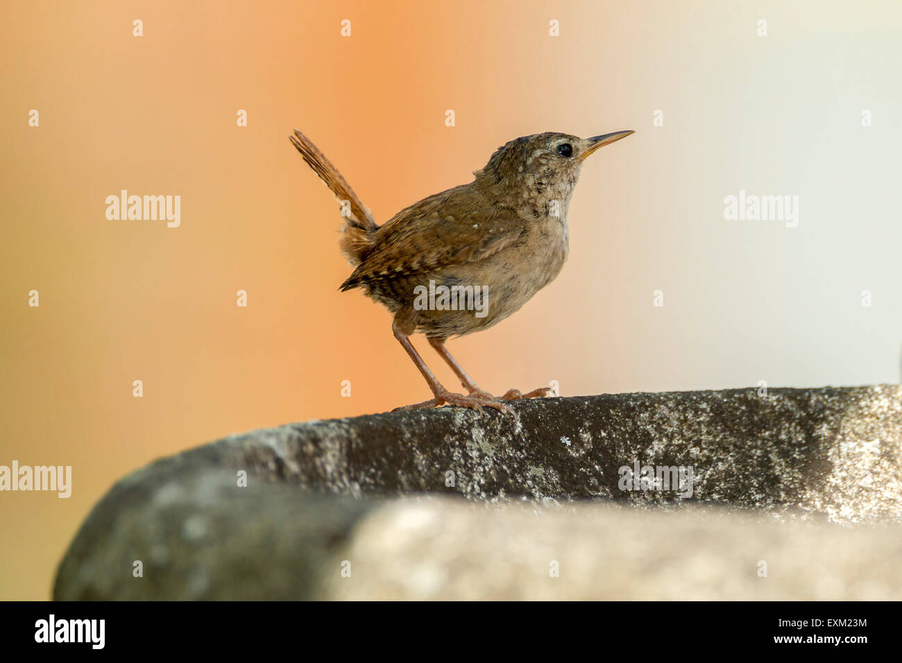 Troglodyter hi-res stock photography and images - Alamy