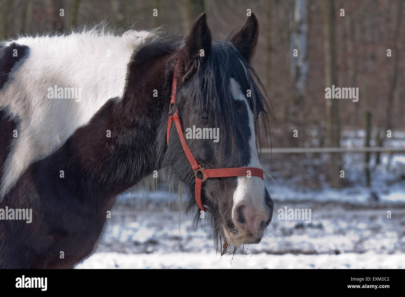 Beautiful free stallion on a winter woods background Stock Photo - Alamy