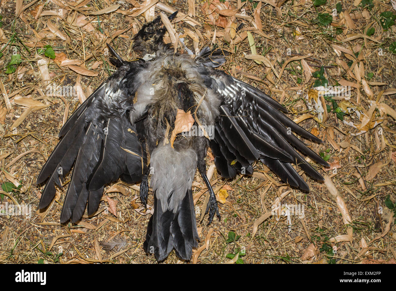 Animali morti hi-res stock photography and images - Alamy