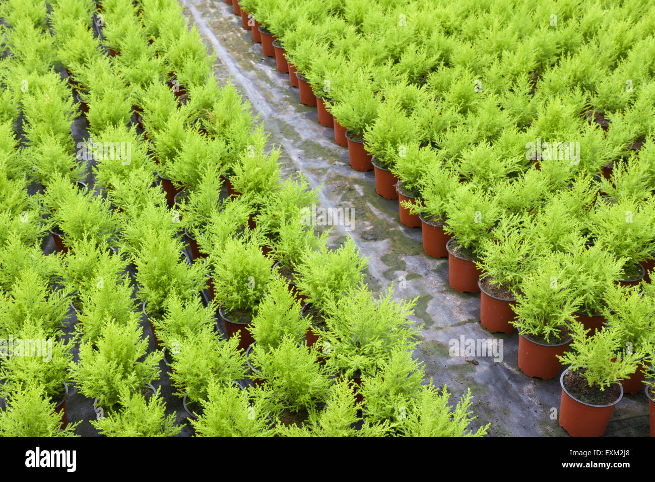 Dutch horticulture with cupressus in a greenhouse Stock Photo - Alamy
