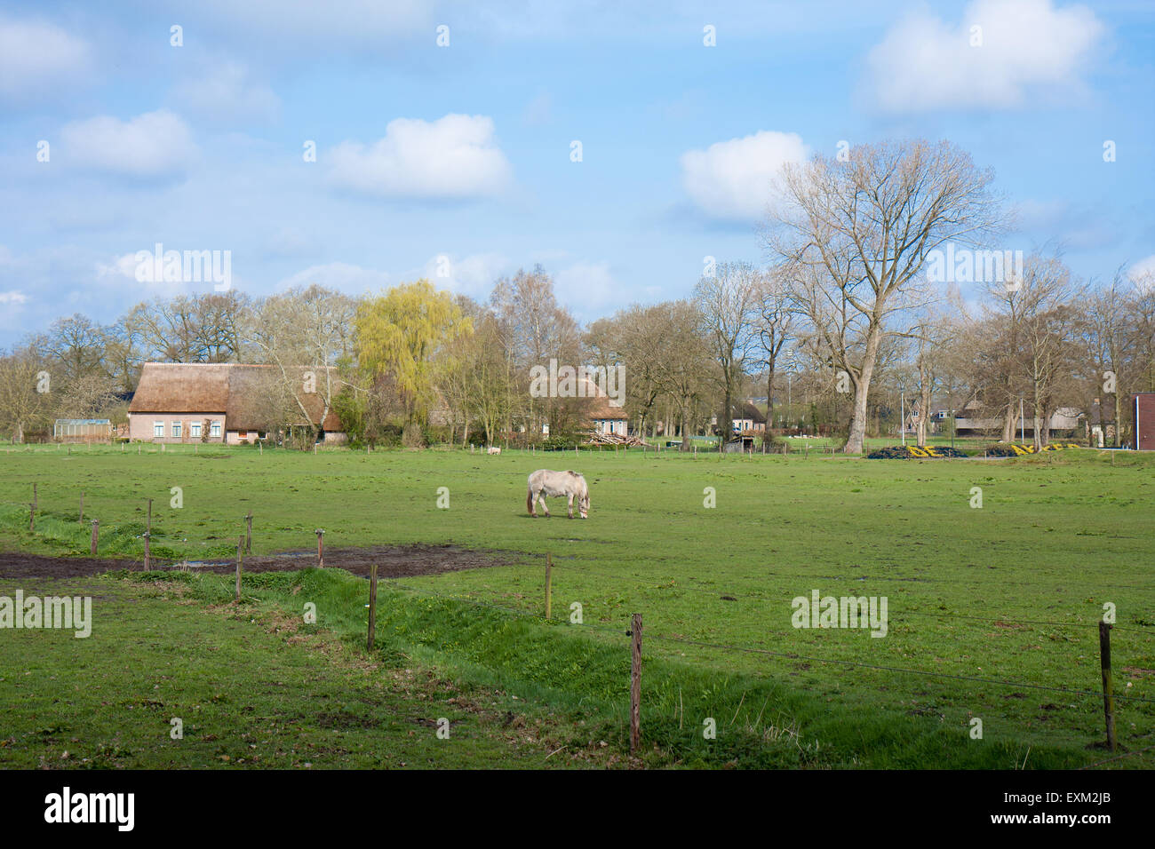 Pasture in the Netherlands with farmhouse and horse Stock Photo - Alamy