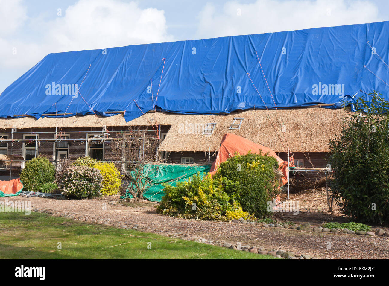 Old traditional Dutch farmhouse with a reed roof repaired Stock Photo ...