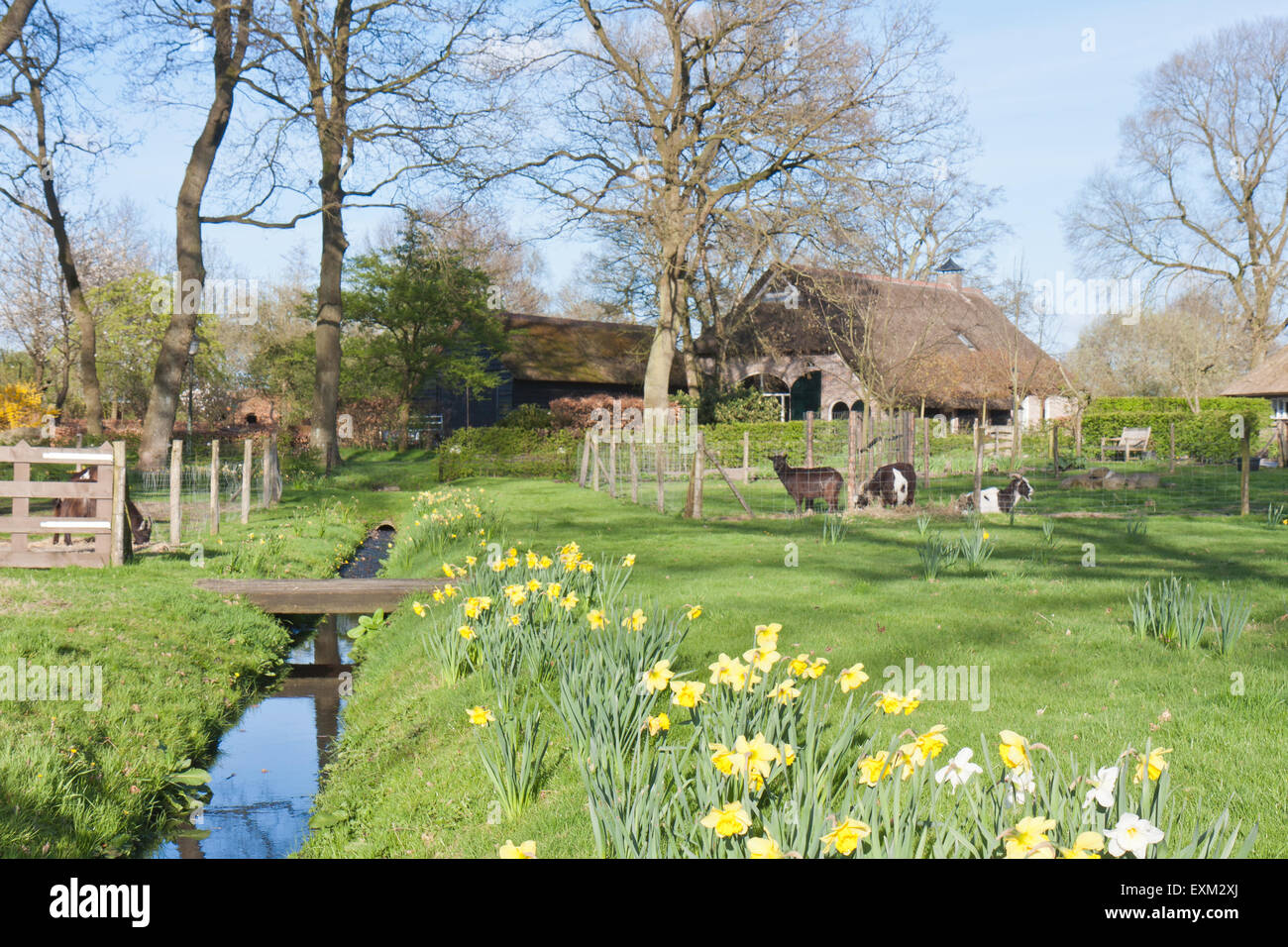 Dutch rural scene with farmhouse and goats Stock Photo - Alamy