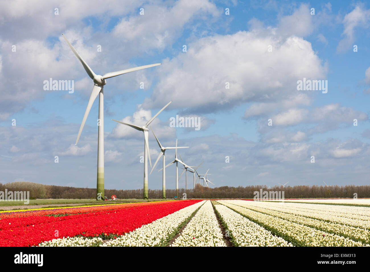 Big Dutch colorful tulip fields with wind turbines Stock Photo - Alamy