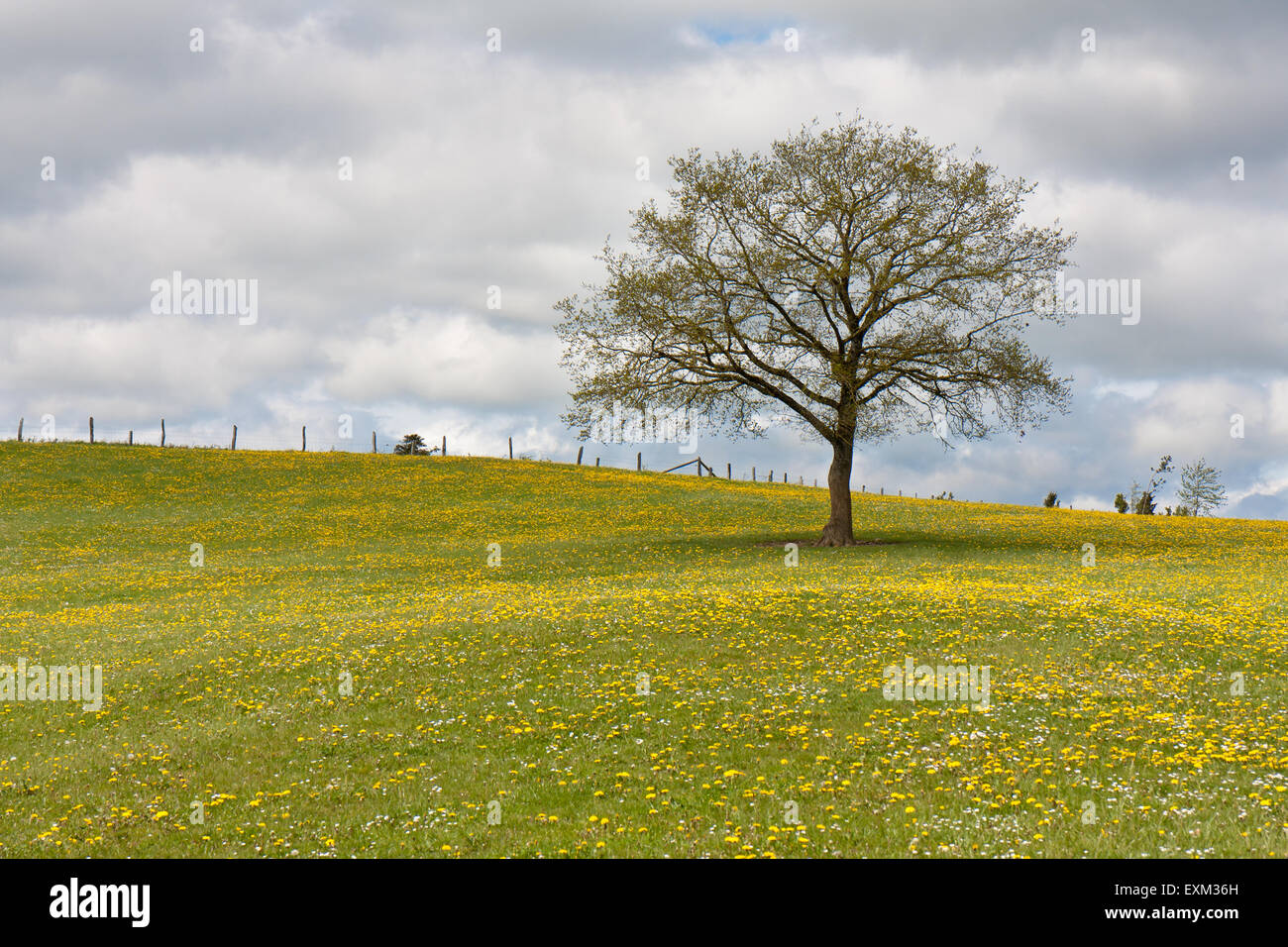 Lonely tree in a field with dandelions Stock Photo - Alamy