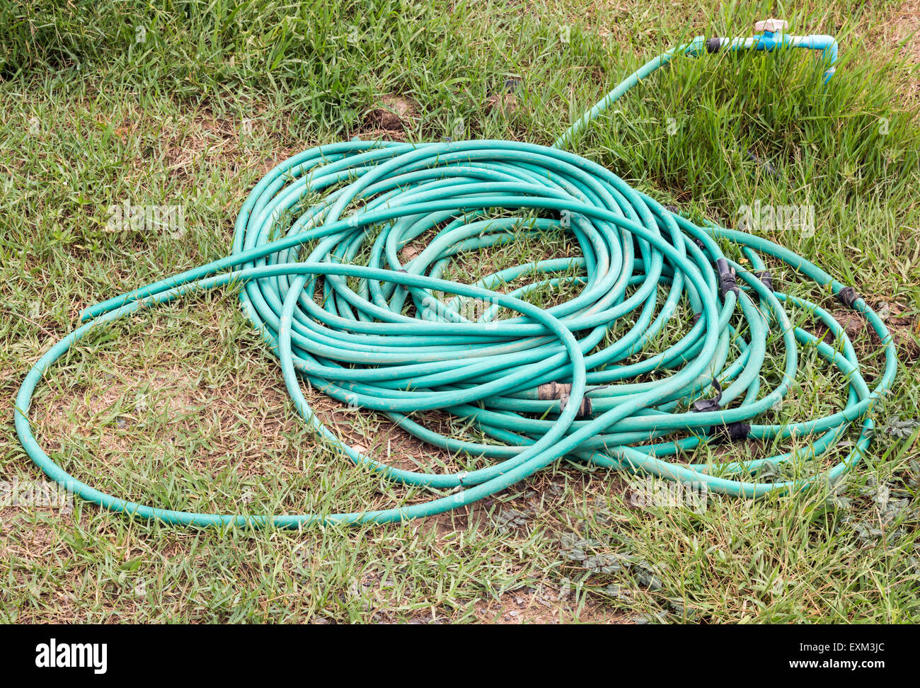 Green hose on the grass of small farm Stock Photo - Alamy