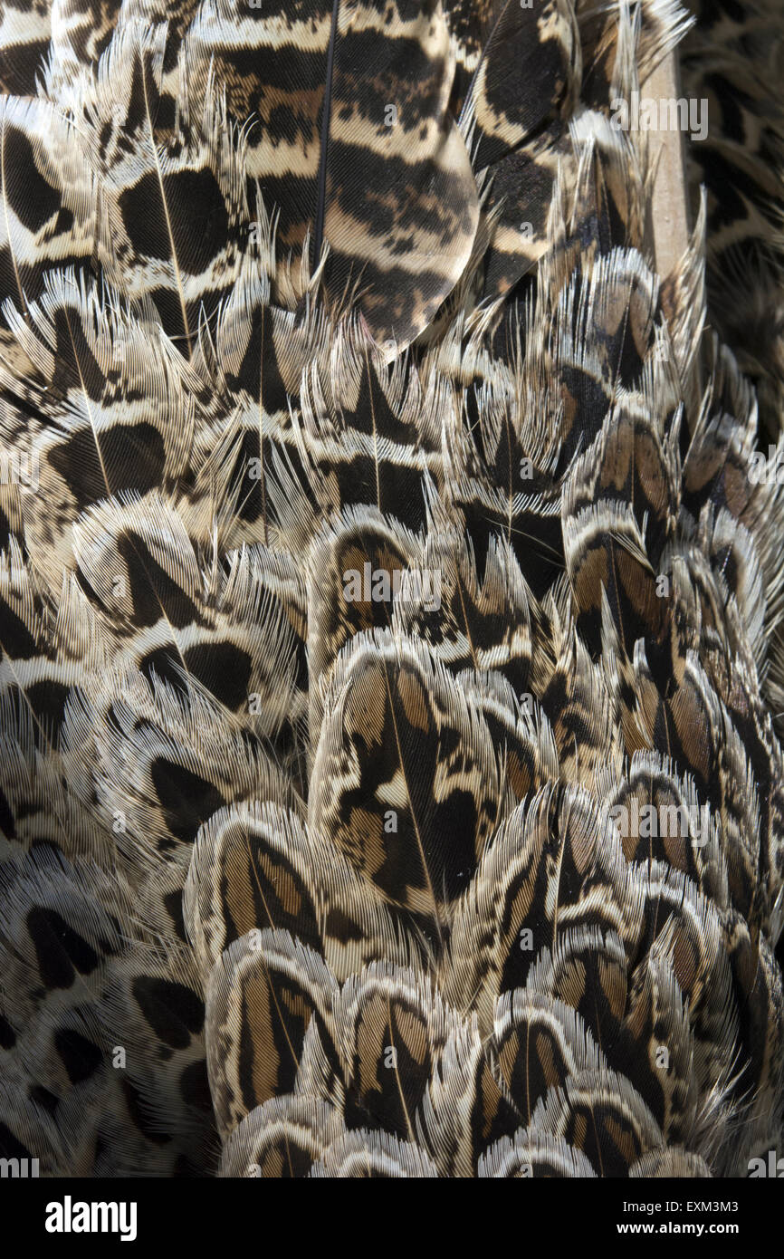 HEN PHEASANT WING FEATHERS (Phasianus colchicus Stock Photo - Alamy