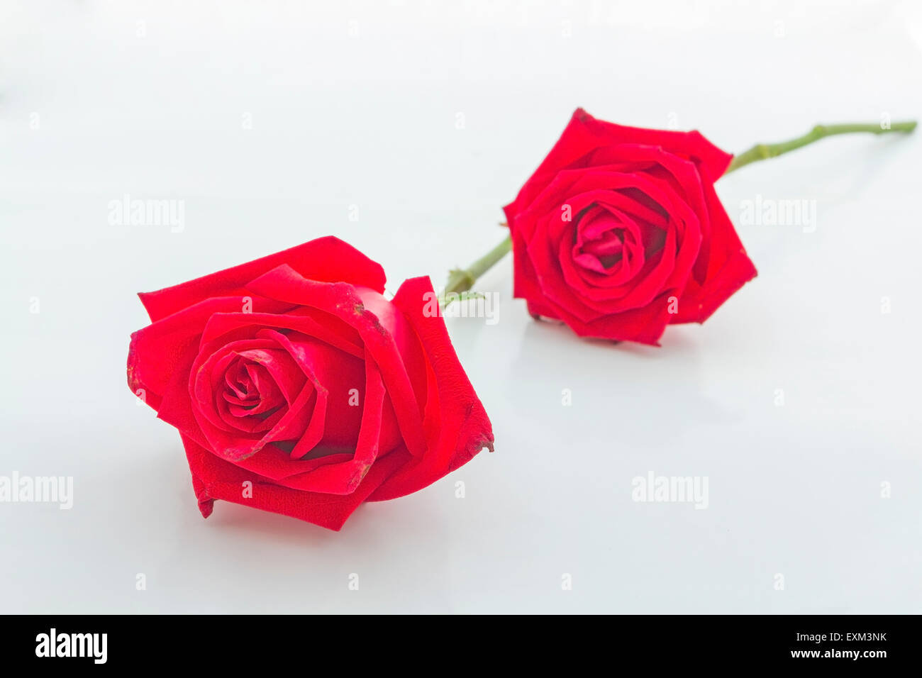 Red rose on white background Stock Photo - Alamy