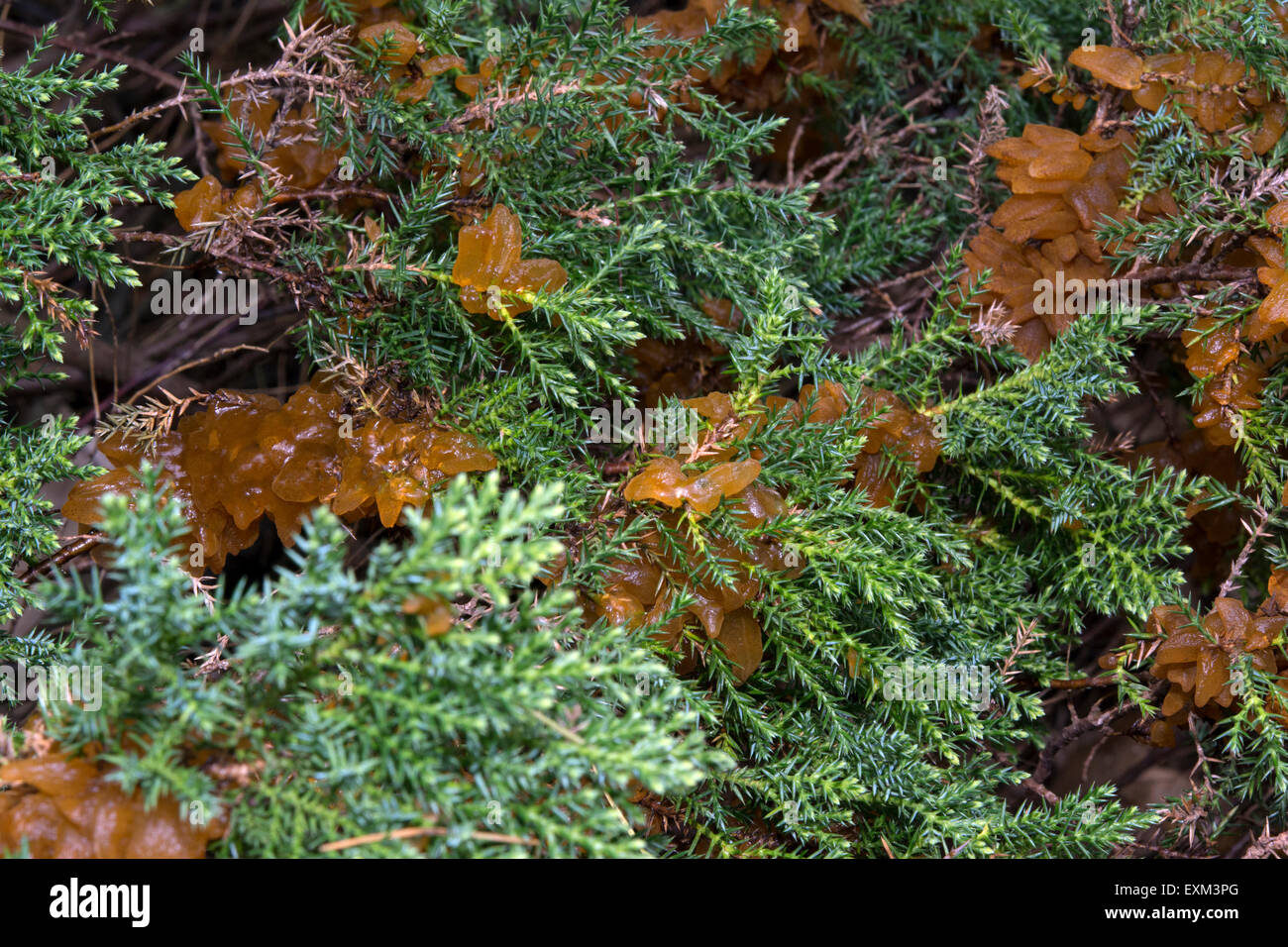 BUCKINGHAMSHIRE; SPEEN GARDEN; CEDAR APPLE RUST (Gymnosporangium ...