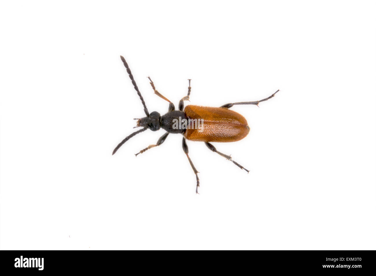 Brown bug isolated on a white background Stock Photo - Alamy