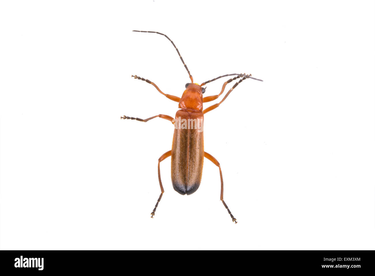 Brown bug isolated on a white background Stock Photo - Alamy