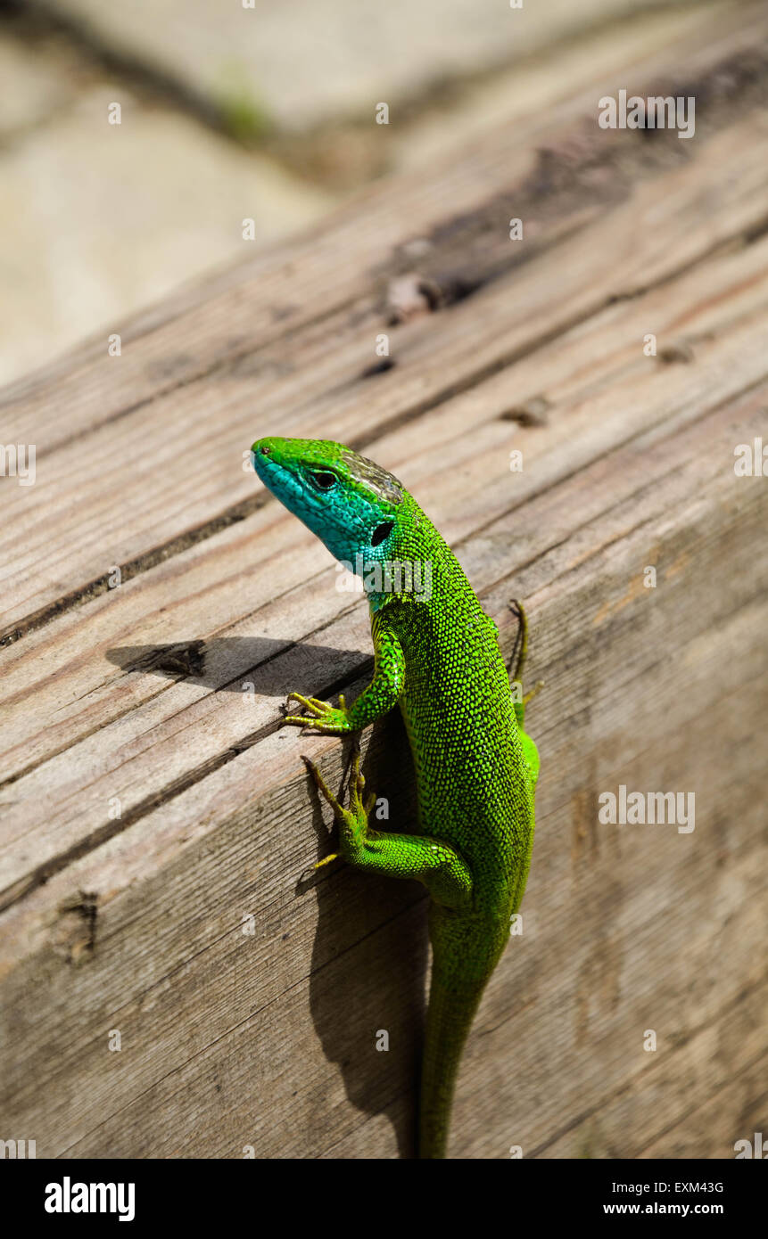 Lizard is climbing up on a timber Stock Photo - Alamy