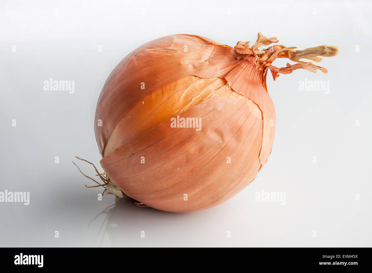 Gold onion on white background with reflection Stock Photo - Alamy