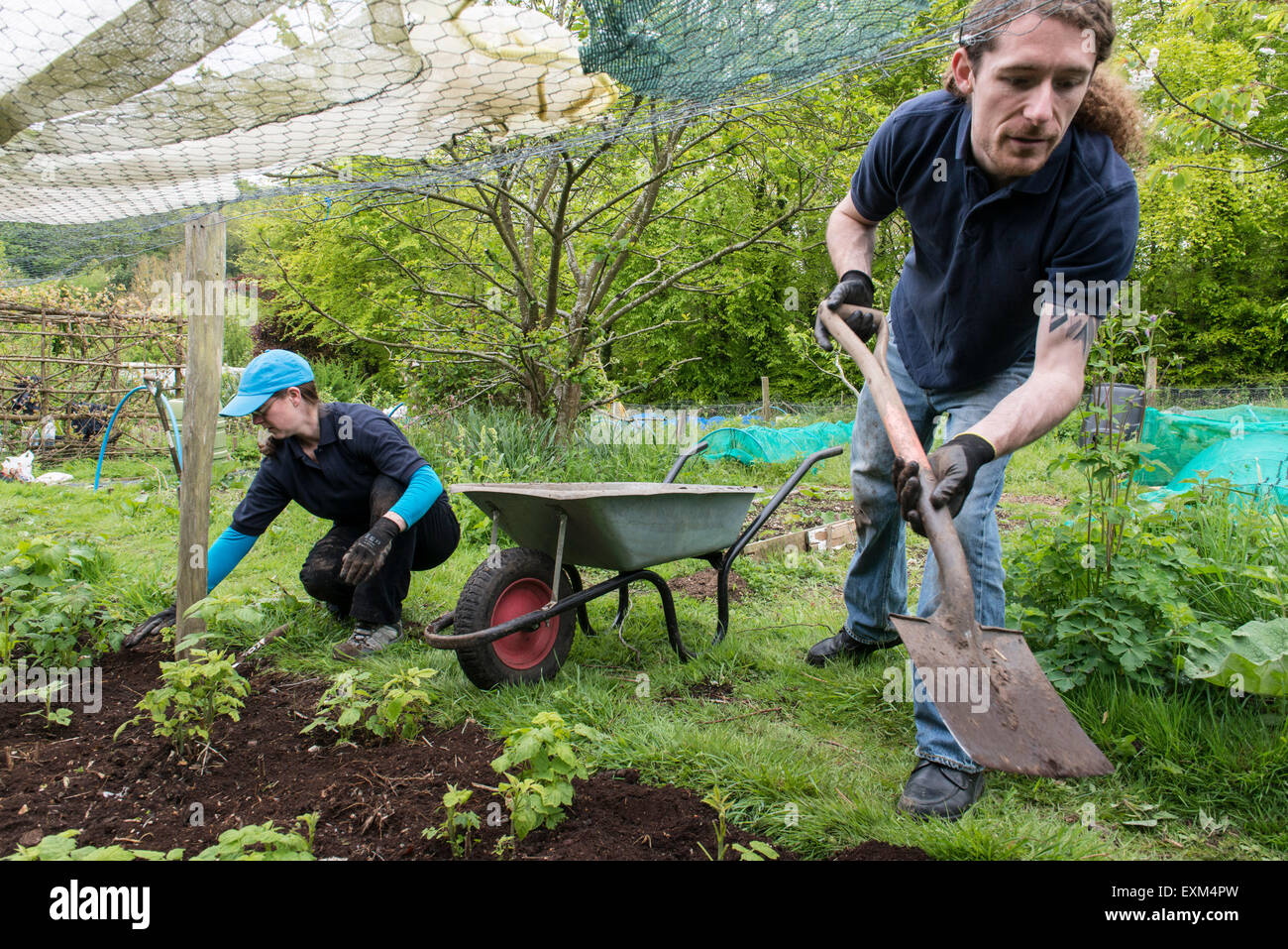 office workers doing some voluntary gardening work with wheel barrows ...