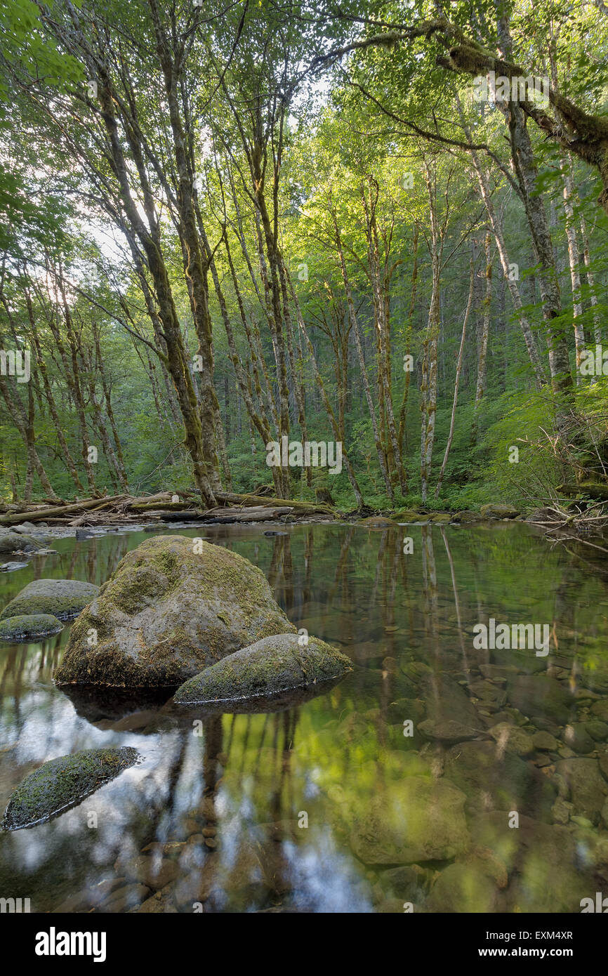 Falls Creek Forest with Mossy Rocks Reflection in Gifford Pinchot ...
