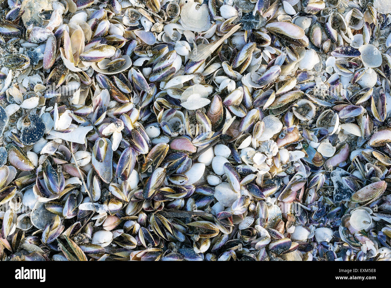 Detail of broken seashell background on Thailand beach Stock Photo - Alamy