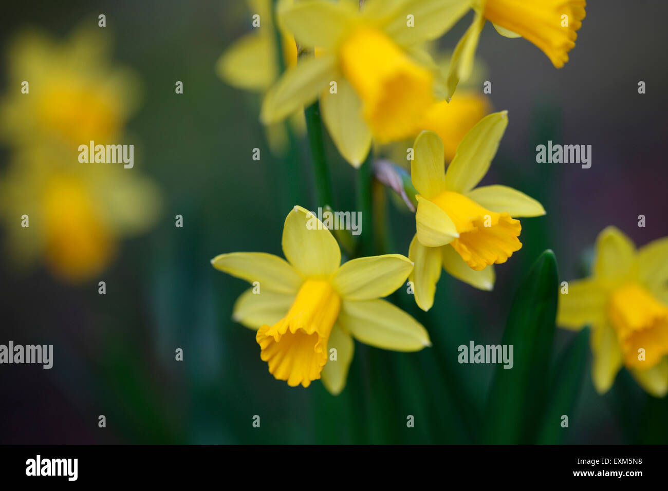 Corolla flower hi-res stock photography and images - Alamy