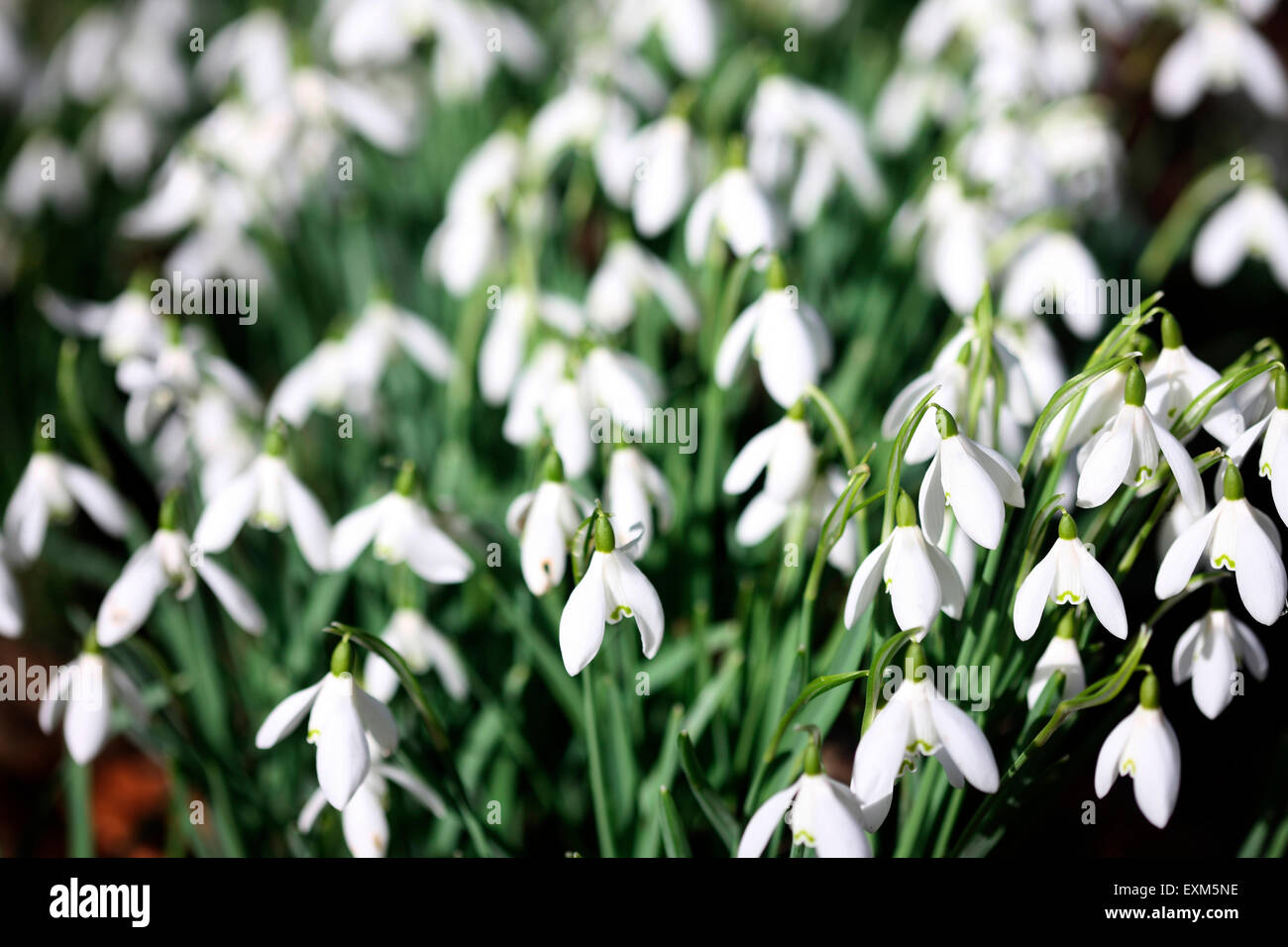 lovely characterful snowdrops in the February sunshine Jane Ann Butler ...