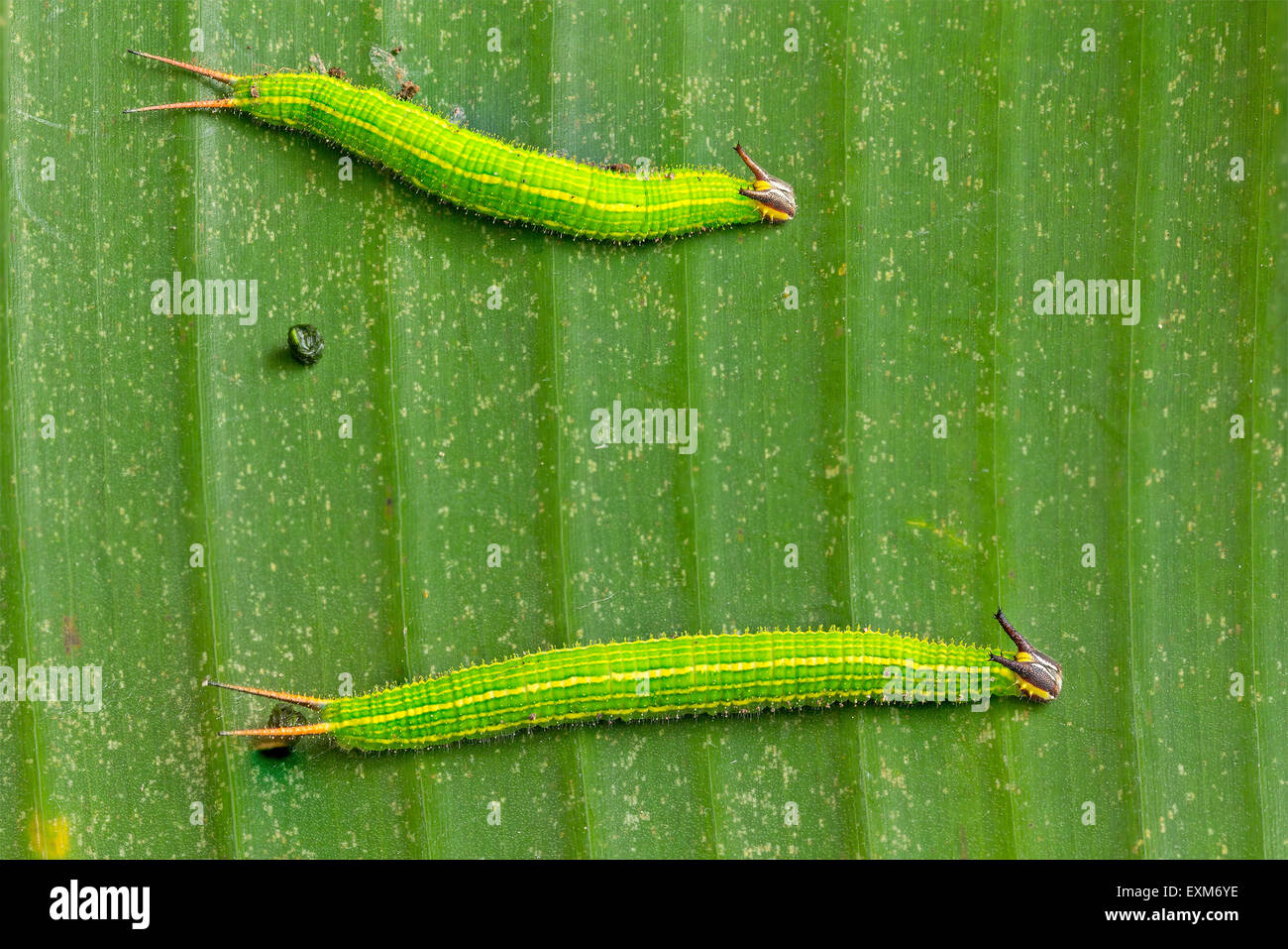 Butterfly worm hi-res stock photography and images - Alamy