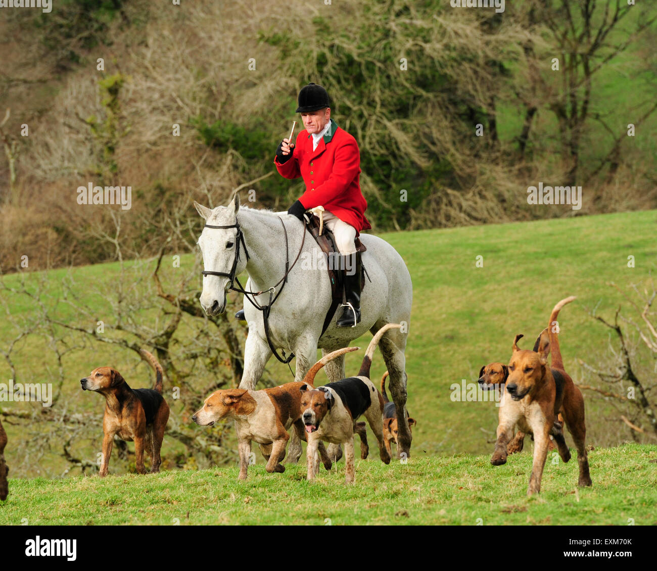 huntsman with pack of hounds Stock Photo - Alamy