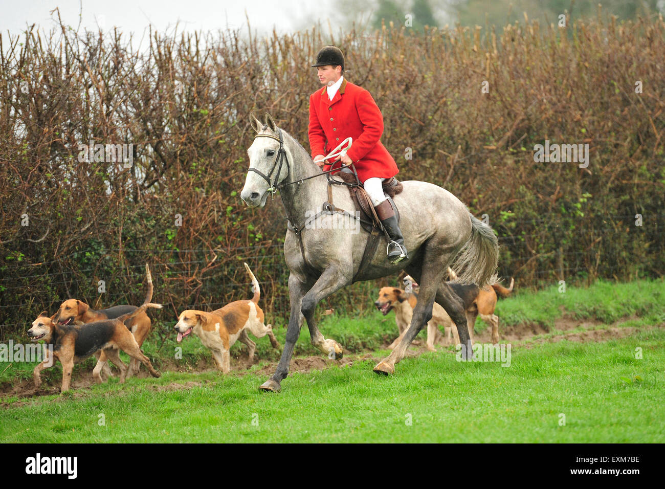 Huntsman and hounds hi-res stock photography and images - Alamy