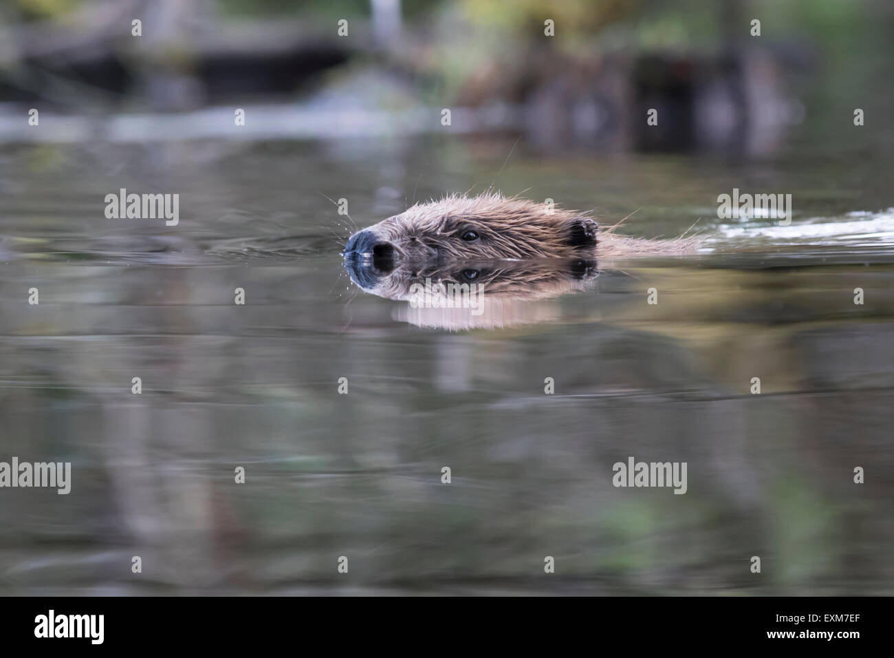 Female beaver hi-res stock photography and images - Alamy
