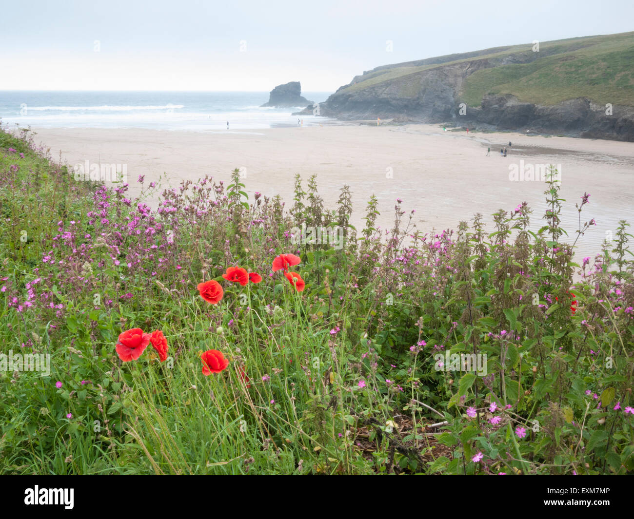 Wild flowers and poppies on the cliff edge overlooking Porthcothan ...