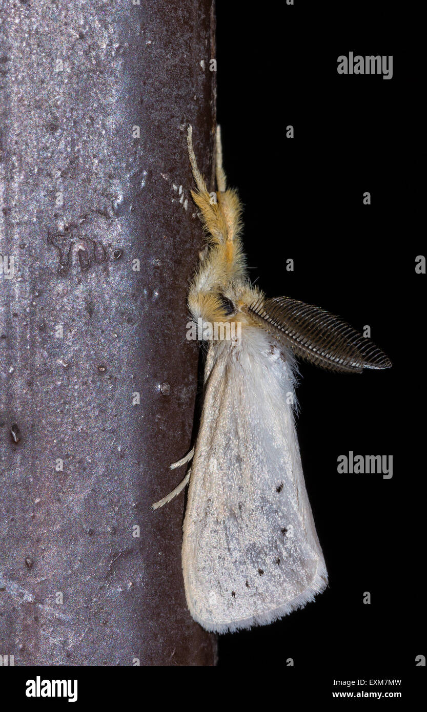 Gypsy moth butterfly on black background Stock Photo - Alamy