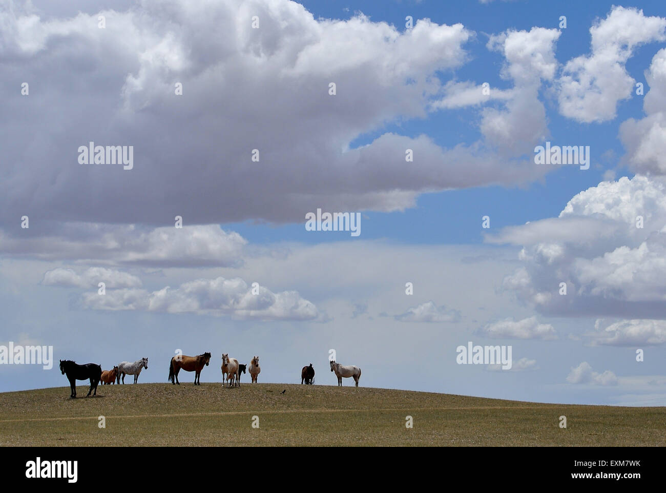 Bayannur. 15th July, 2015. Photo taken on July 15, 2015 shows the ...